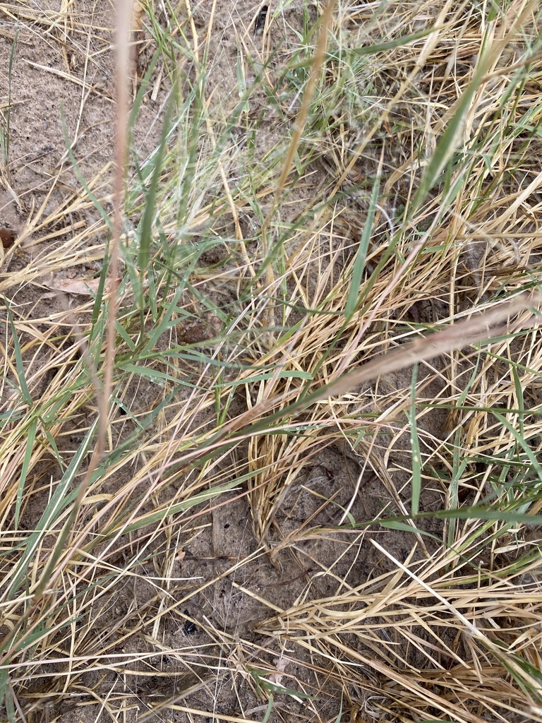 jointed goat grass from Zion National Park, Virgin, UT, US on October ...