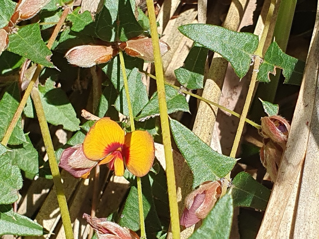 Common Flat-pea from Rosedale VIC 3847, Australia on October 15, 2024 ...