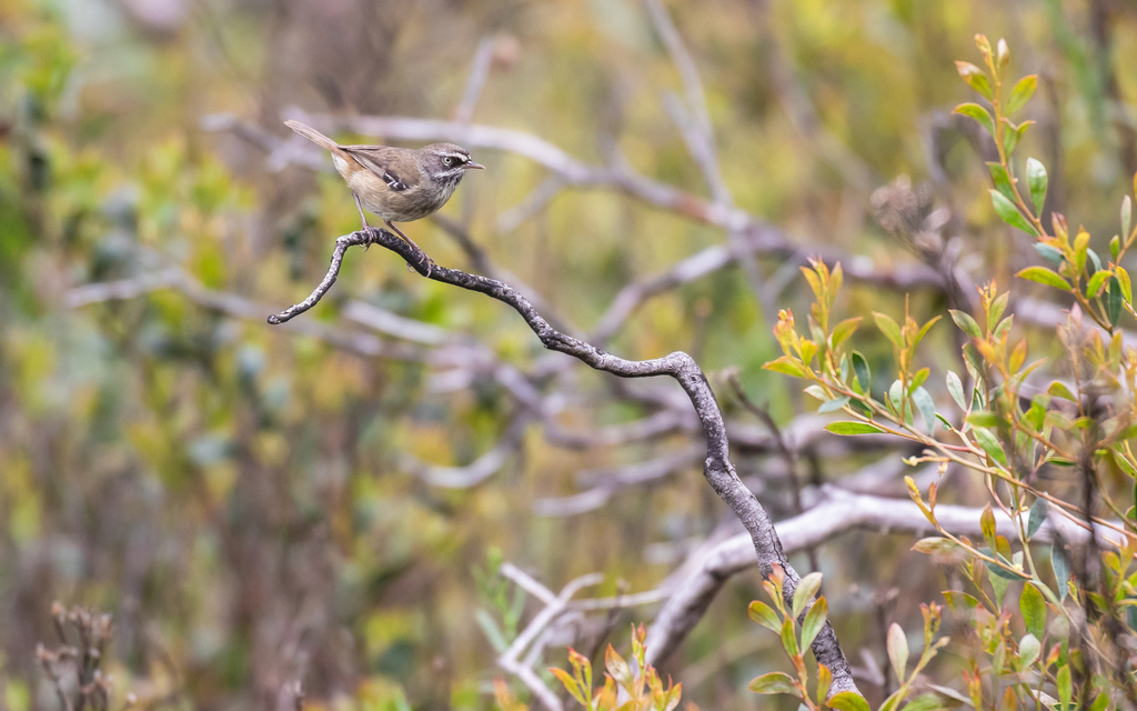 White-browed Scrubwren from Cleland SA 5152, Australia on October 17 ...