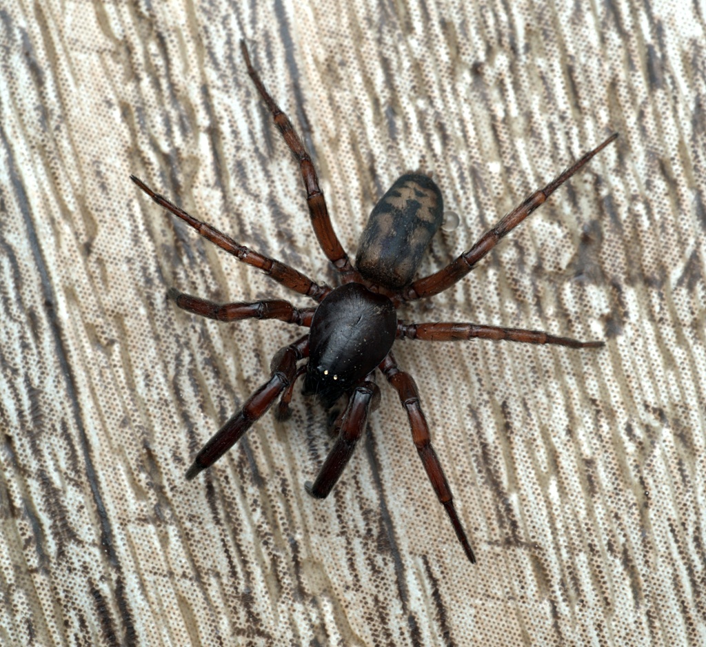 Intruda signata from Ruawai, New Zealand on September 26, 2024 at 05:23 ...