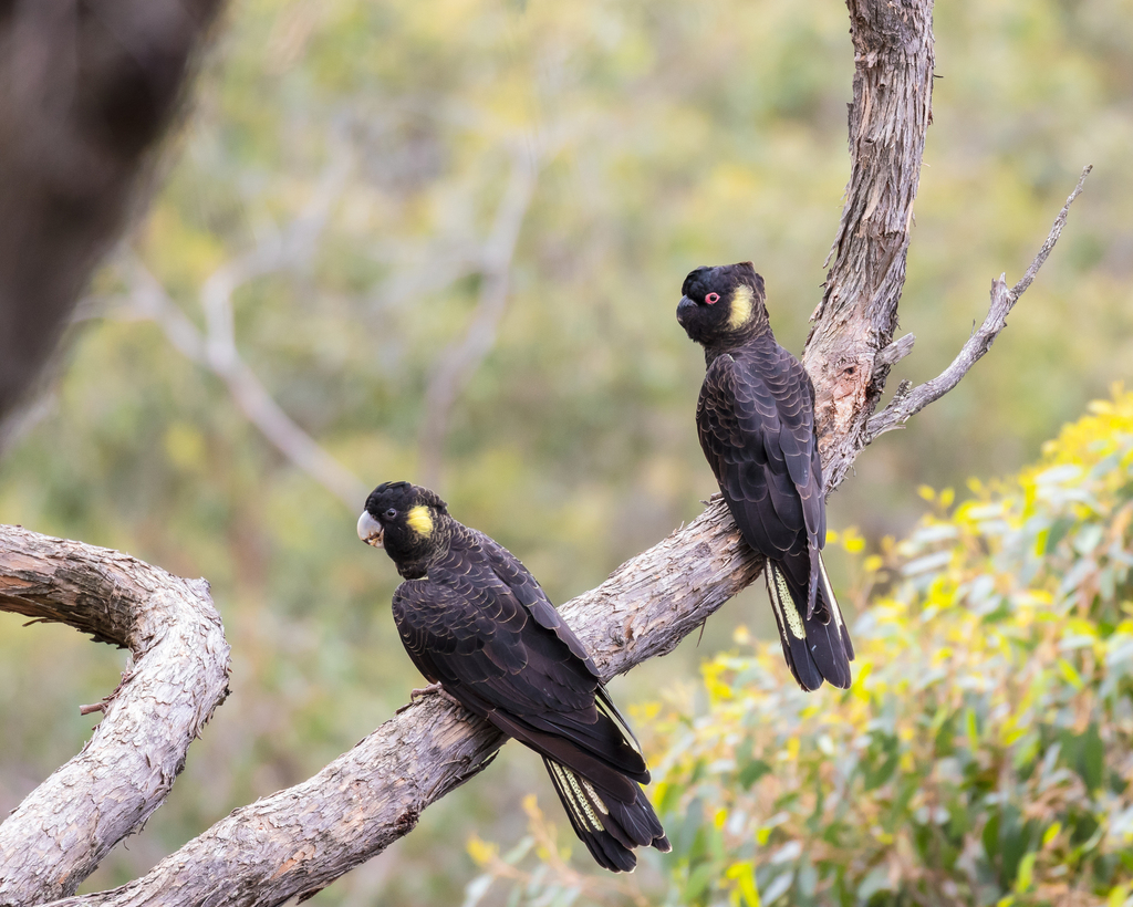 Yellow-tailed Black Cockatoo (Birds of Prestons) · iNaturalist