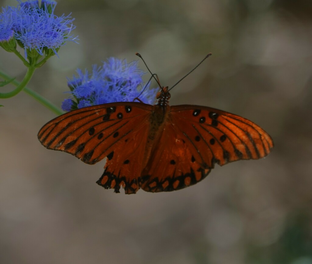 Gulf Fritillary from Sierra Vista Southeast, AZ, USA on October 17 ...