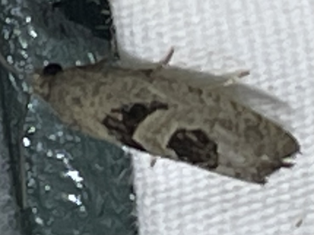 Aster-head Eucosma Moth from W County Road 250 N, Morocco, IN, US on ...