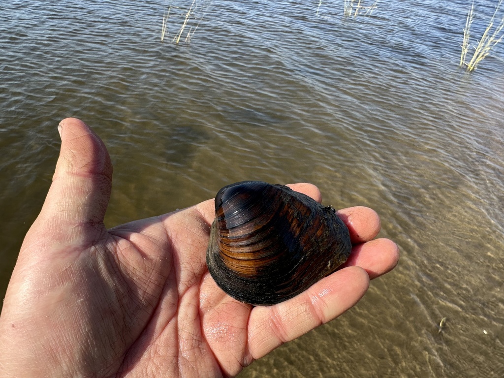 Wabash Pigtoe from Mississippi River, Stoddard, WI, US on October 20 ...