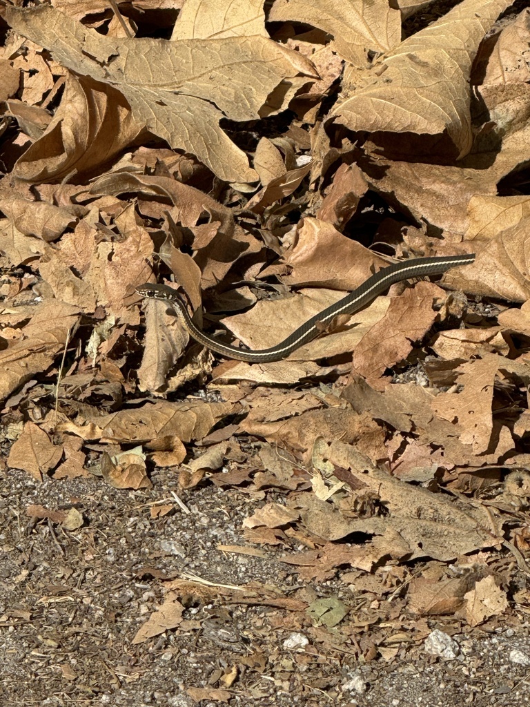 Striped Racer from Oak Glen Rd, Yucaipa, CA, US on October 20, 2024 at ...