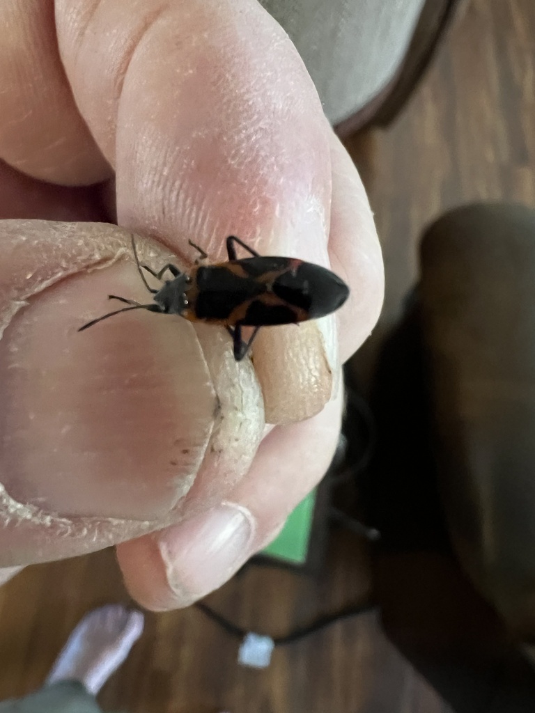 Eastern Boxelder Bug from N Legacy Ln, Laurel, DE, US on October 20 ...