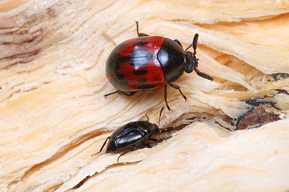 Diaperis lewisi from 中国北京市怀柔区 on June 07, 2022 at 12:22 AM by 昆虫学liuye ...