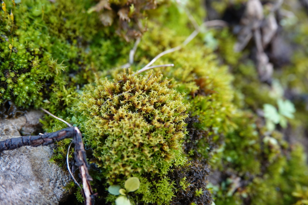 Rusty Beard-moss from Peak District National Park, Ashbourne, England ...