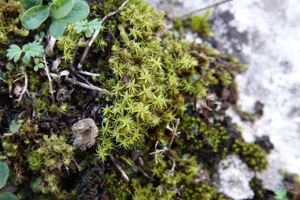 Side-fruited Crisp-moss from Peak District National Park, Ashbourne ...