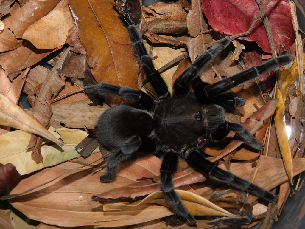 Javan Yellow-kneed Tarantula from Jatinangor, Sumedang Regency, West ...