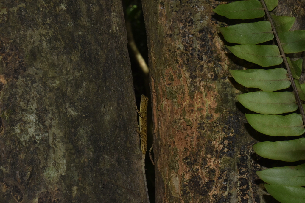 Philippine Flying Dragon from Antipolo, Rizal, Philippines on October ...