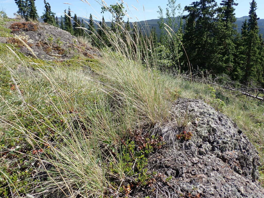 Purple Reedgrass from Yukon, Canada on June 20, 2024 at 11:15 AM by M ...