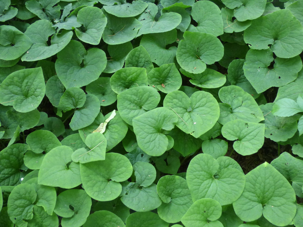 Canadian wild ginger on July 7, 2019 at 07:33 AM by russ_cohen ...