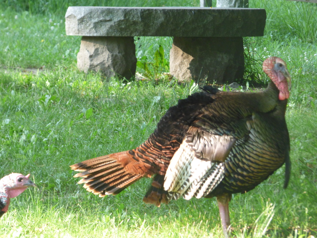 Wild Turkey on July 7, 2019 at 07:27 AM by russ_cohen. Spotted along ...