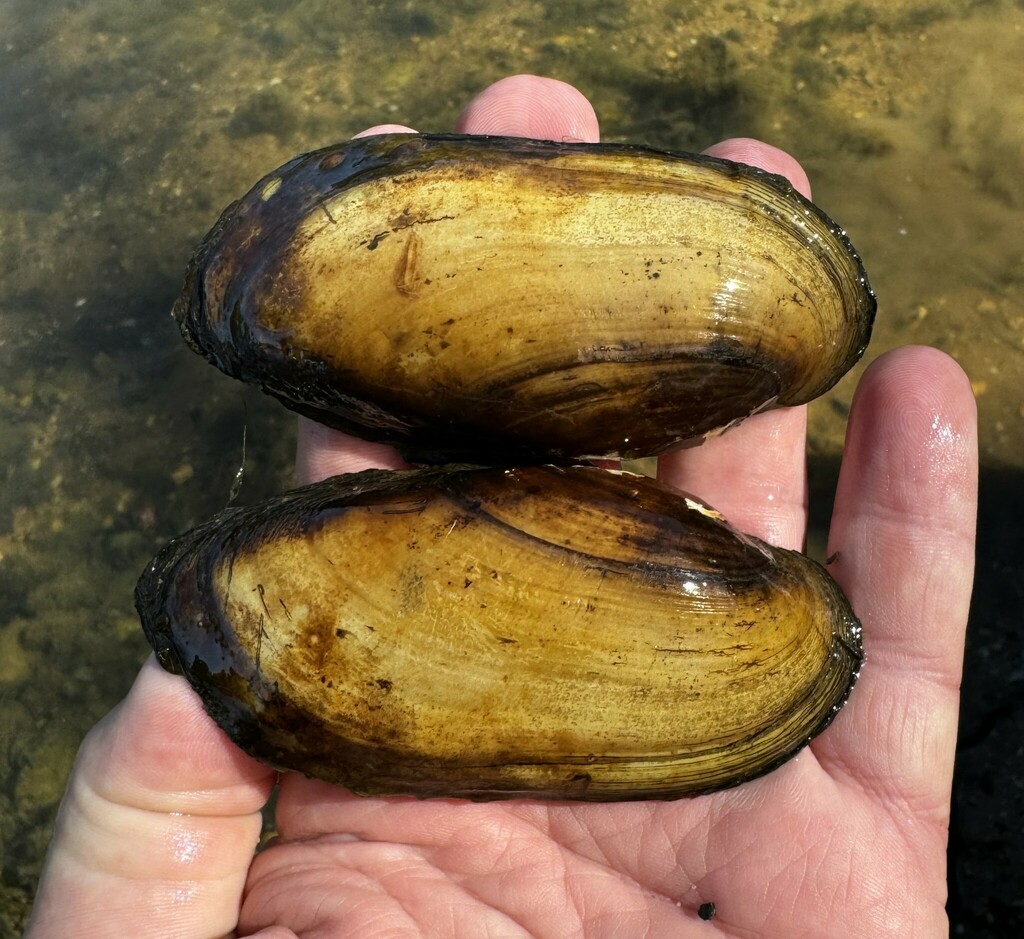 Yellow Sandshell from Goldfield Branch embayment, Co. Rd. 400, Lawrence ...