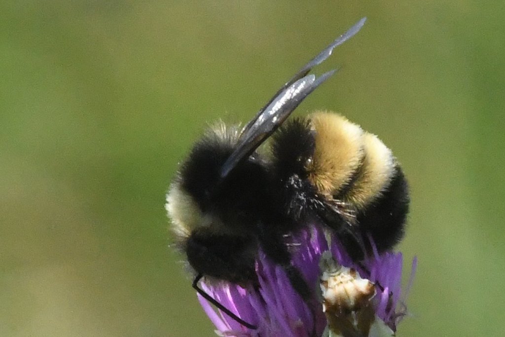Yellow-banded Bumble Bee from Grand Isle, VT 05458, USA on August 03 ...