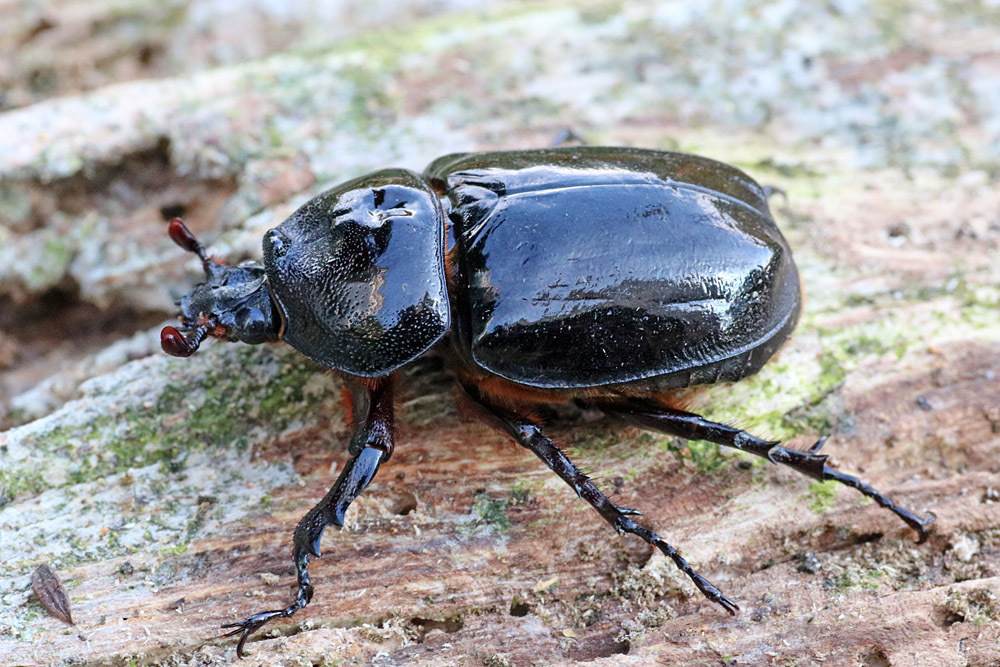 Allomyrina davidis from 中国福建省南平市邵武市 on July 22, 2019 at 05:38 PM by 昆虫学 ...
