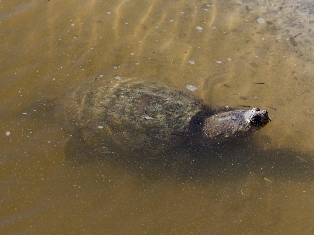 Common Snapping Turtle from Pea Island National Wildlife Refuge, 14500 ...