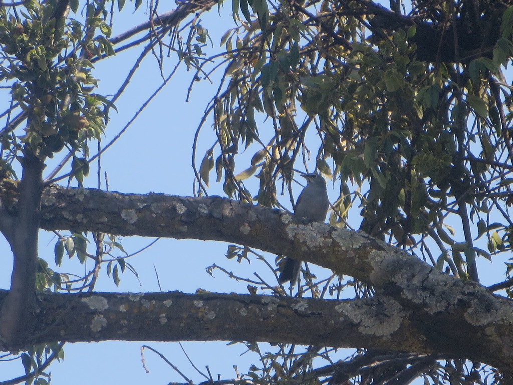 Brown-backed Solitaire from San Luis Ayucan, Méx., México on April 21 ...