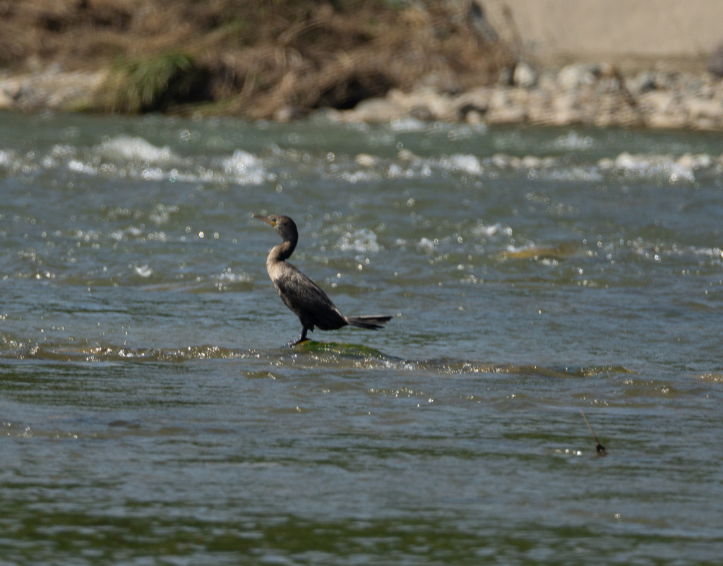 Neotropic Cormorant from Nexpa on October 19, 2024 at 02:20 PM by ...