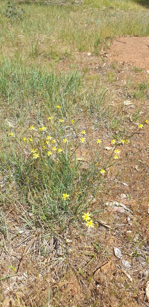 yellow rush-lily from Wodonga VIC 3690, Australia on October 21, 2024 ...