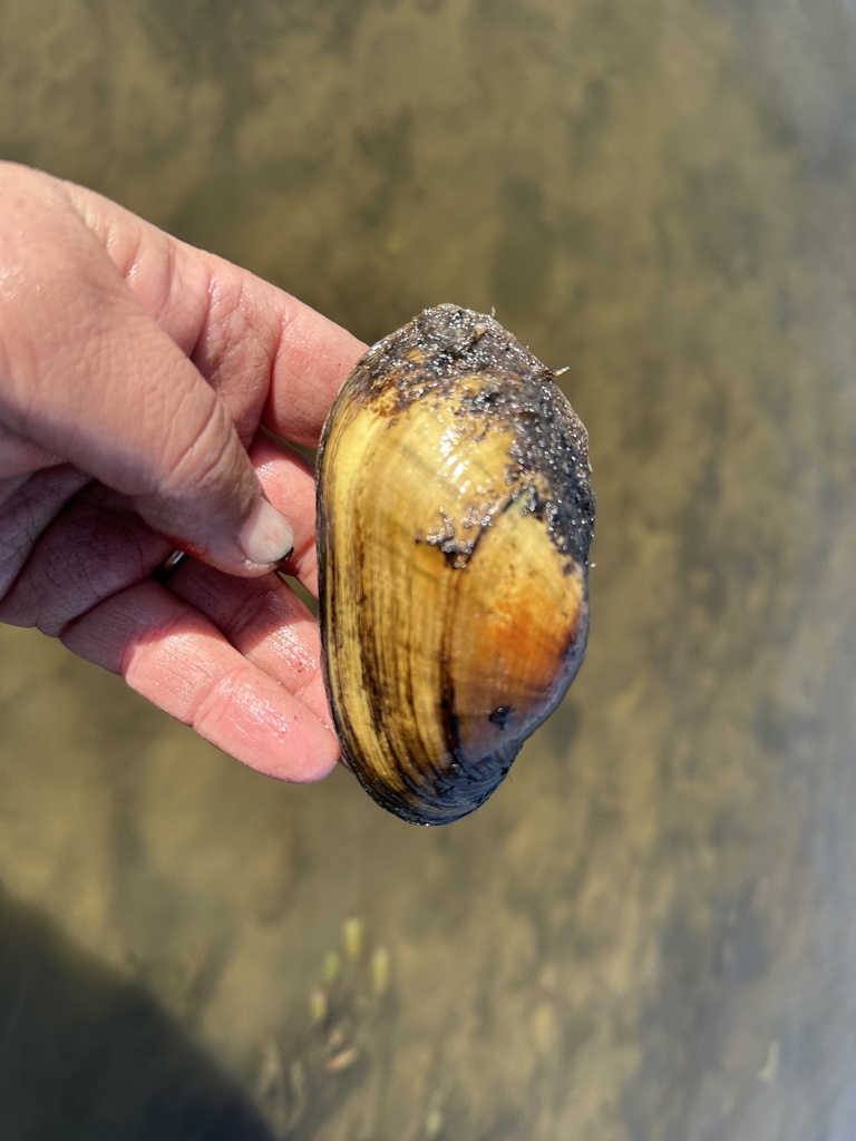 Fatmucket from Goose Island, La Crosse, WI, US on October 20, 2024 at ...