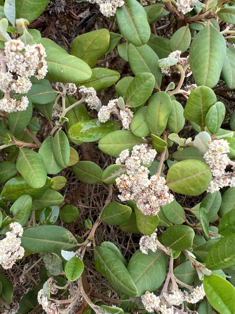 basket bush from Cheynes WA 6328, Australia on September 18, 2024 at 08 ...