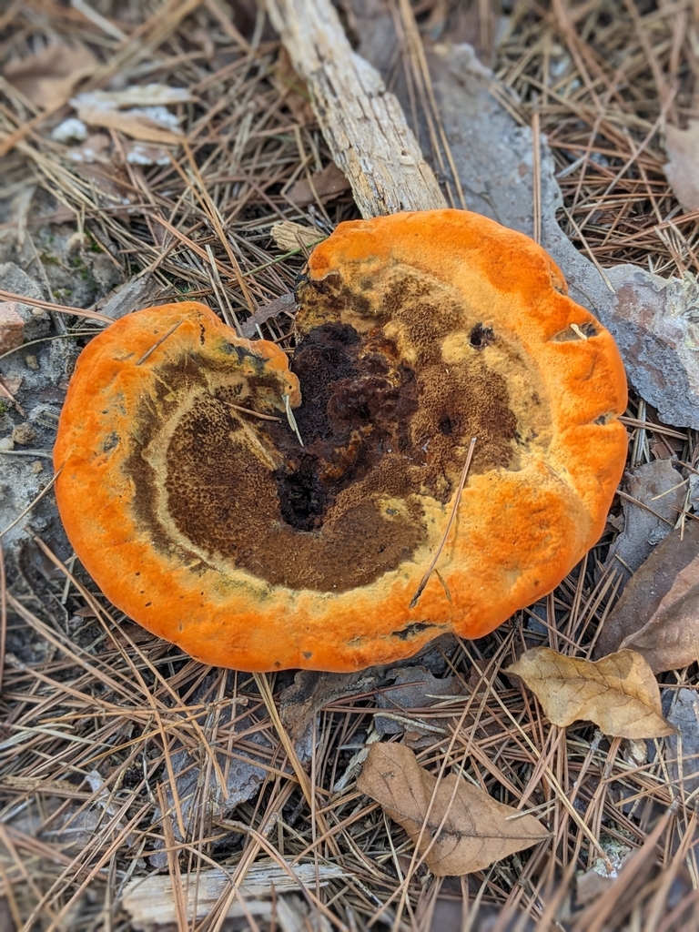 Dyer's Polypore from Saline Township, MO, USA on October 13, 2024 at 12 ...
