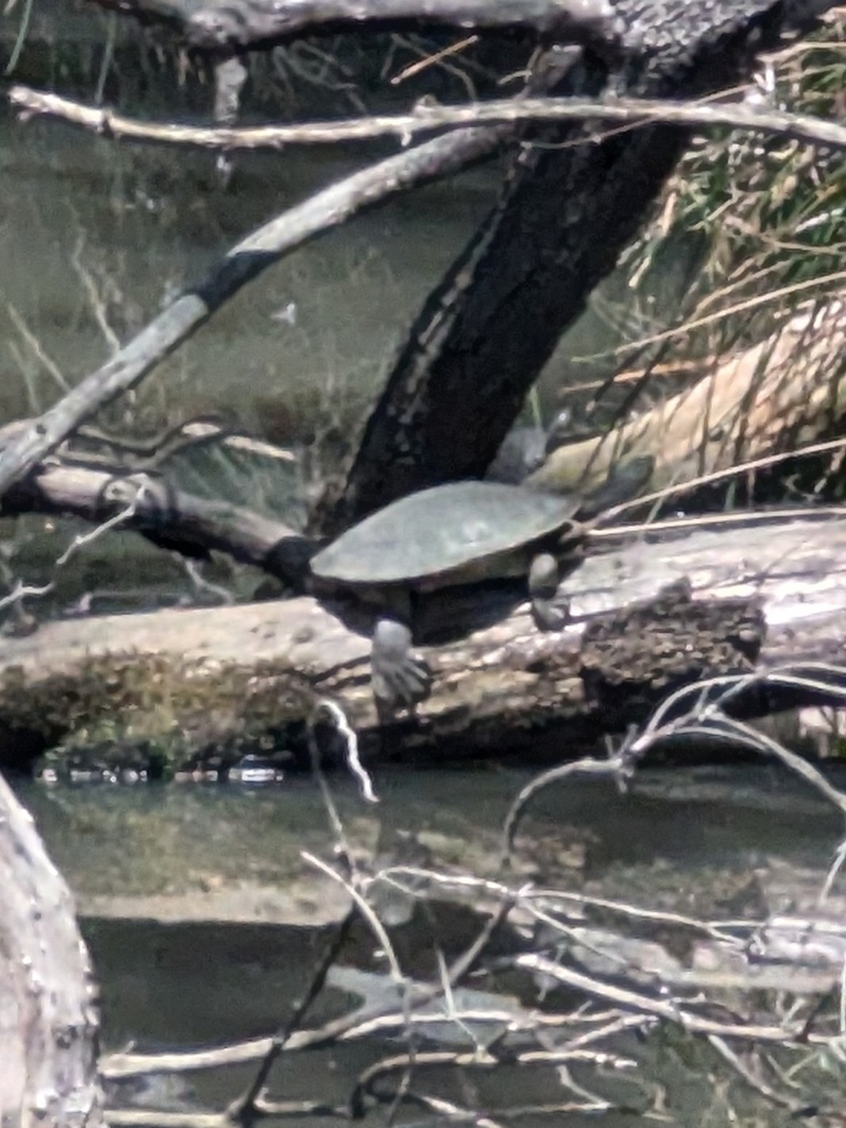 Australasian Short-necked Turtles from MC, Bundoora VIC 3083, Australia ...