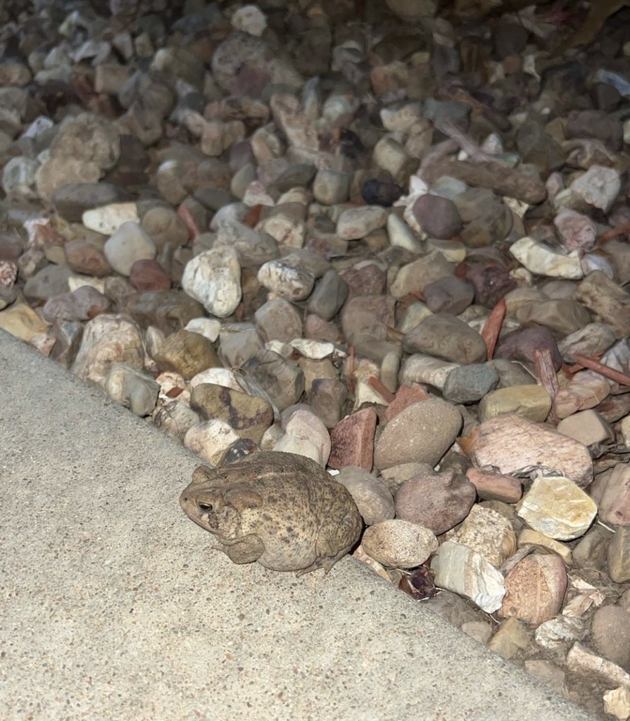 North American Toads from Rogers State University, Claremore, OK, US on ...