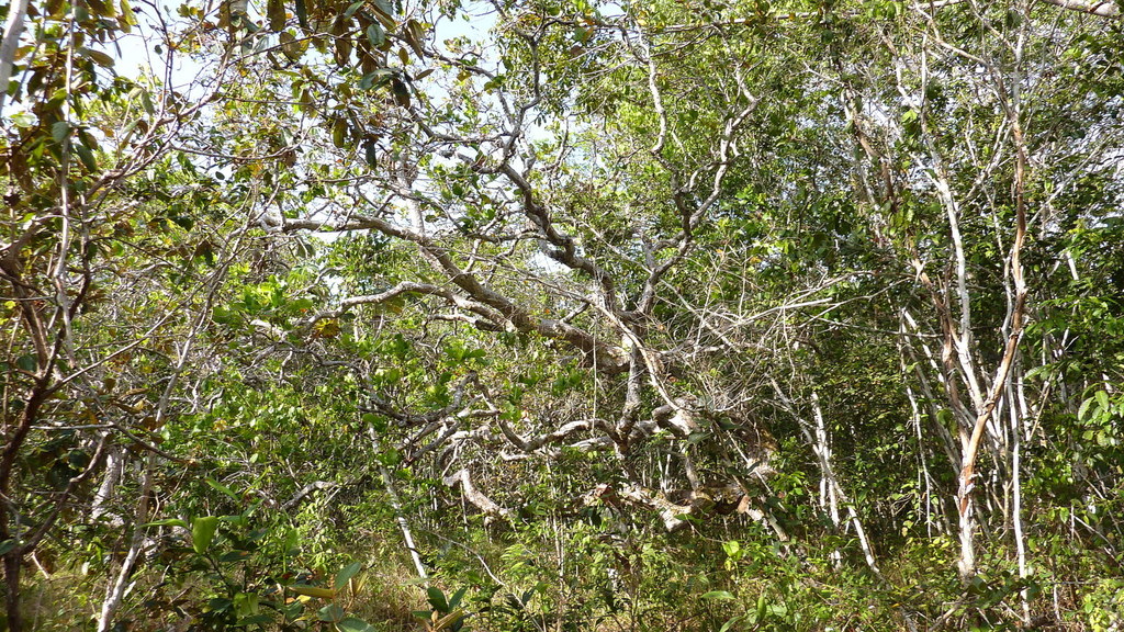 Sandpaper tree (Curatella americana) - Botanical Realm