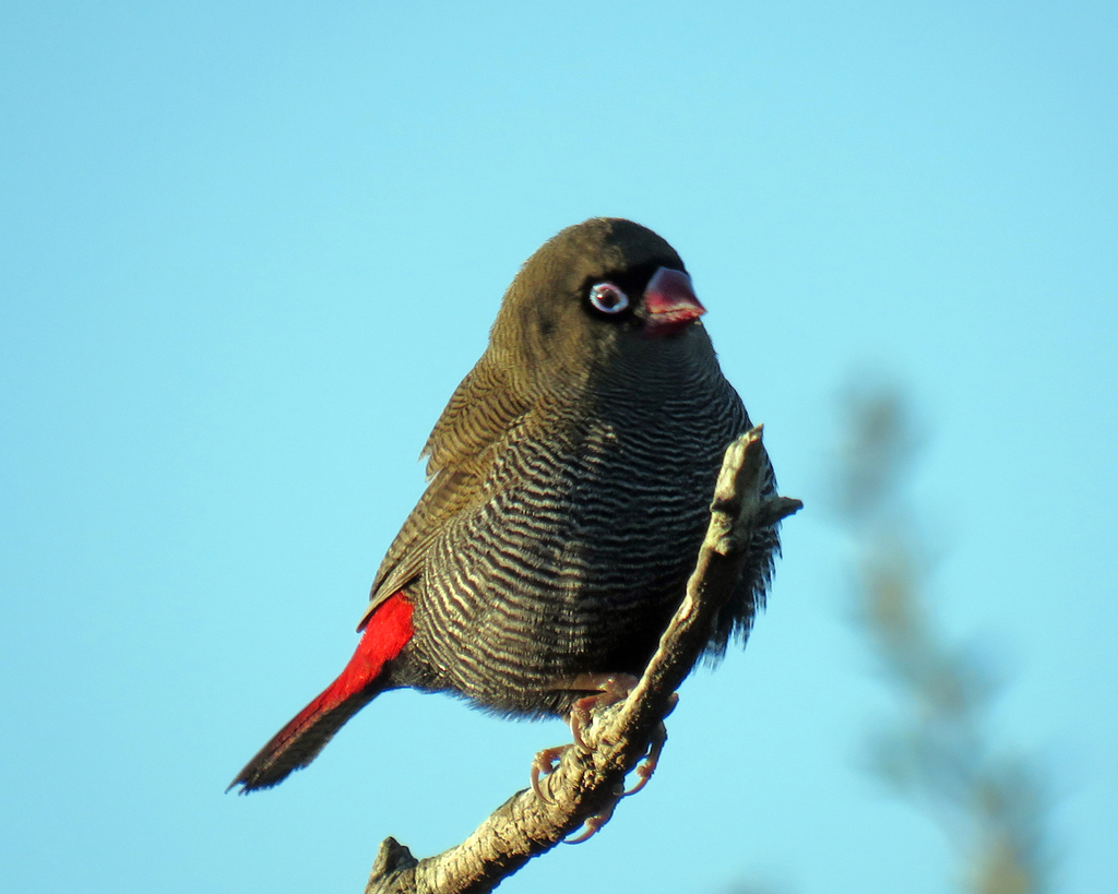 Beautiful Firetail from Southwest TAS 7116, Australia on October 2 ...