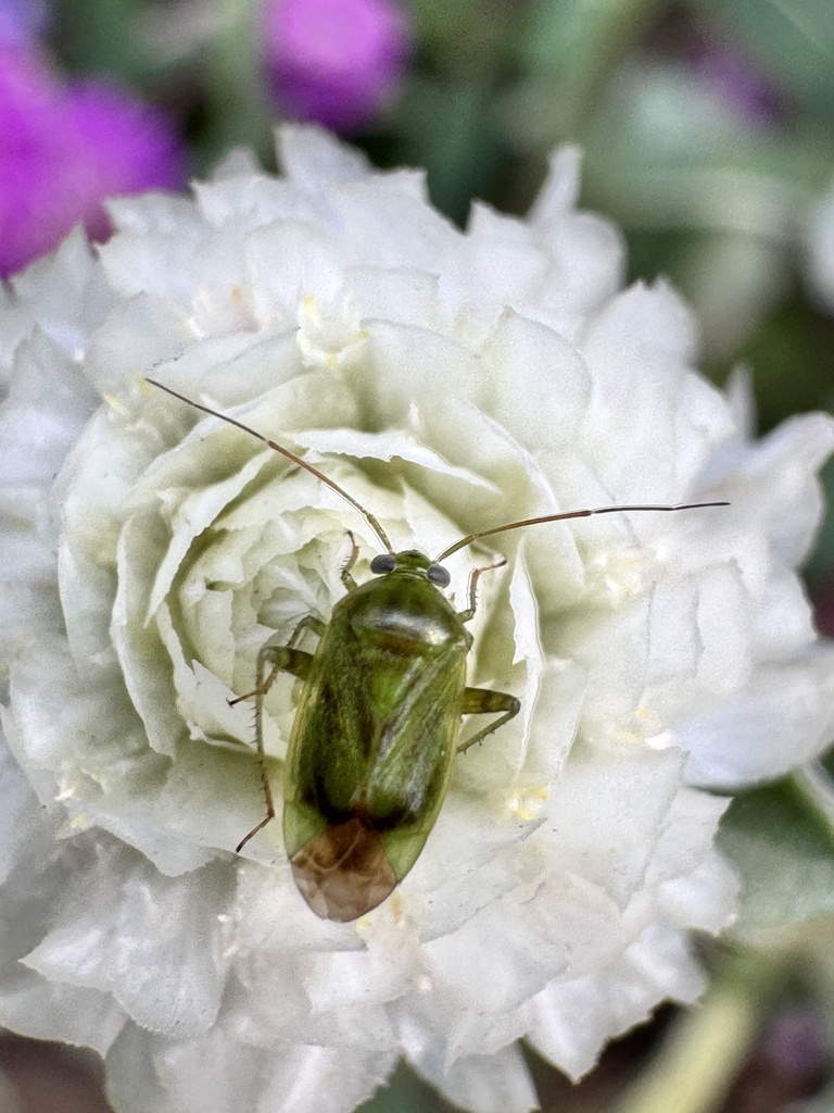 Apolygus lucorum from 北海公园, 北京市, CN on October 21, 2024 at 01:01 PM by ...