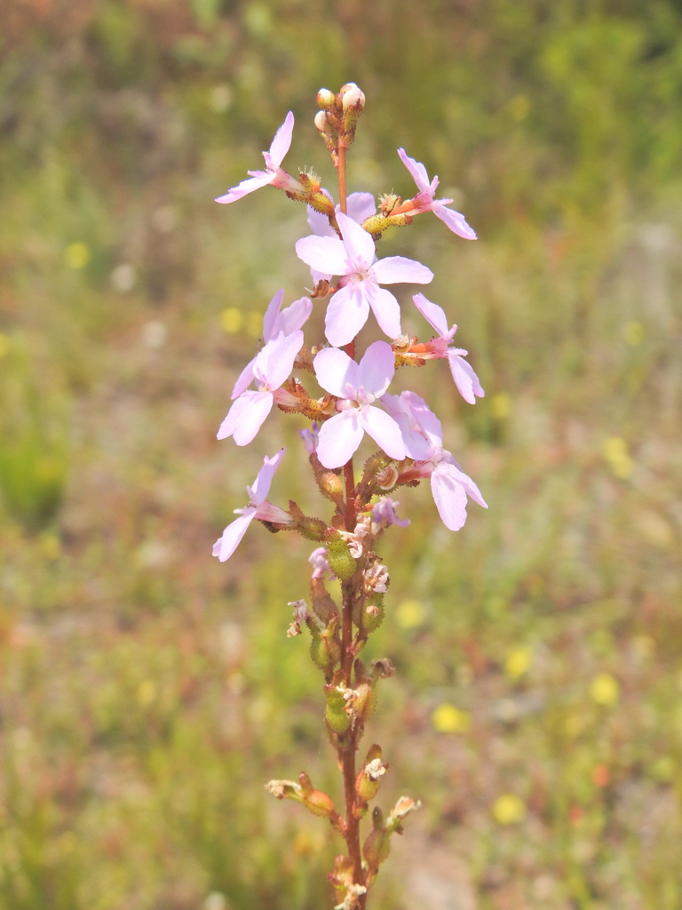 Grass Triggerplant from Tuan Forest QLD 4650, Australia on October 21 ...