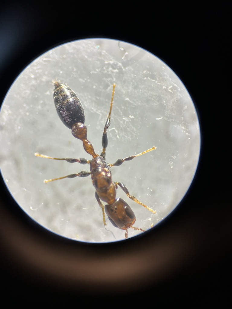 Twig Ants from University of South Florida, Tampa, FL, US on September ...