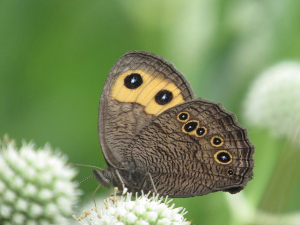 Common Wood-Nymph from Cox Arboretum, Montgomery County, OH, USA on ...