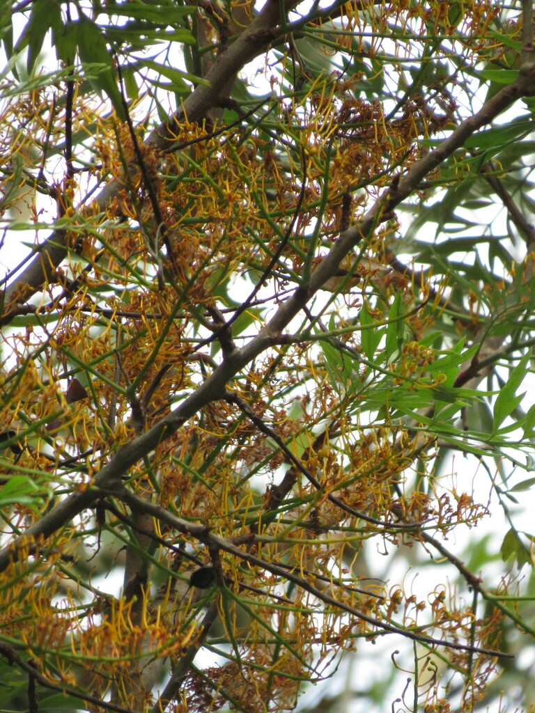 silk oak from Brisbane QLD, Australia on October 21, 2024 at 02:28 PM ...