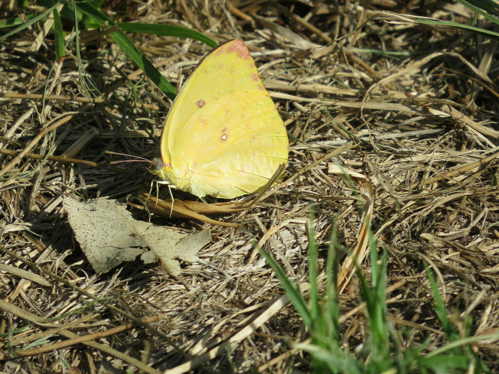 Lemon Migrant from Brisbane QLD, Australia on October 21, 2024 at 02:55 ...