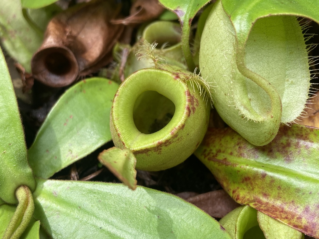 flask-shaped pitcher plant from Borneo, Siburan, Sarawak, MY on October ...
