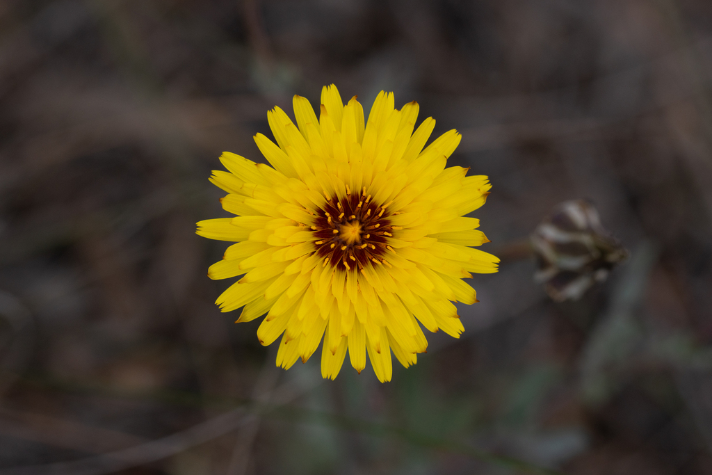 False Sow-thistle from Penong SA 5690, Australia on August 28, 2024 at ...