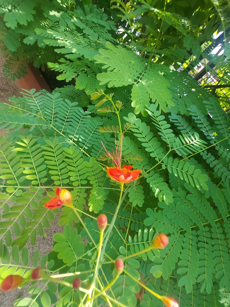 peacock flower from Kasu Brahmananda Reddy National Park, Jubilee Hills ...