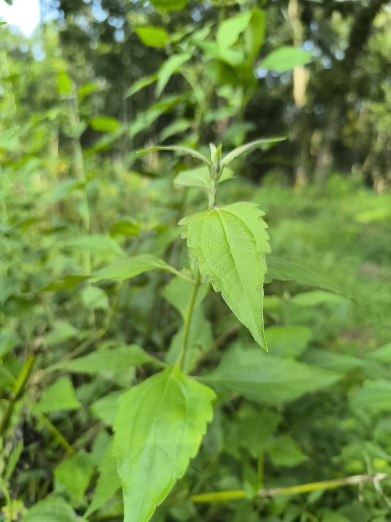 Siam weed from 958C+34M, Hetauda 44100, Nepal on October 21, 2024 at 01 ...