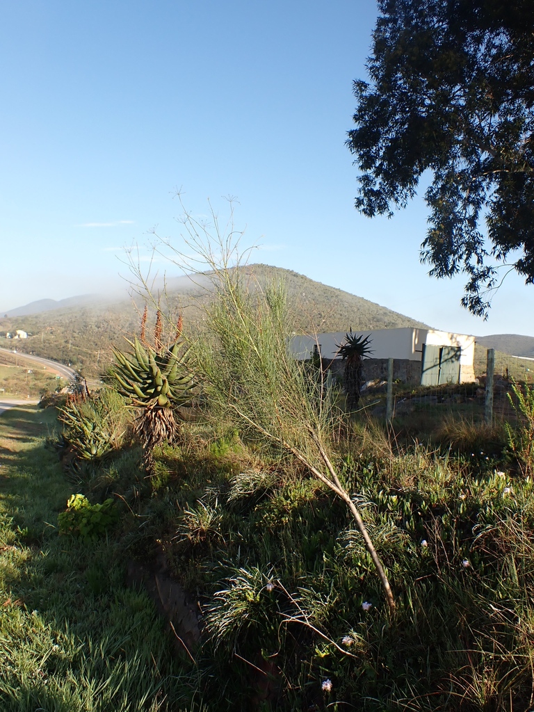 Common Finkel from Cacadu, Eastern Cape, South Africa on October 3 ...
