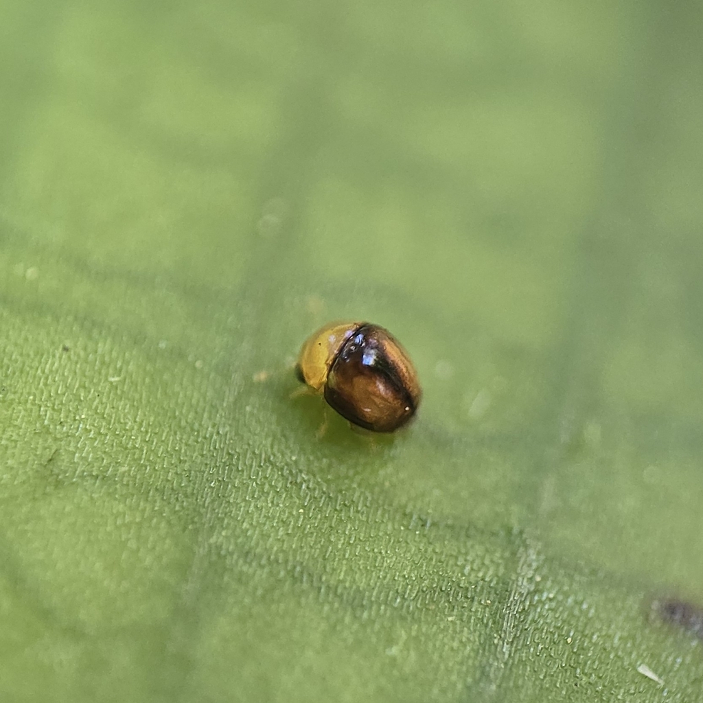 Cybocephalidae from Dadar on October 21, 2024 at 01:57 PM by Soham ...