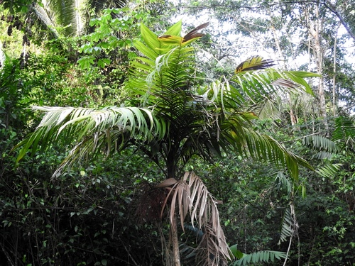 Jatata Shadowpalm (Geonoma deversa) · iNaturalist