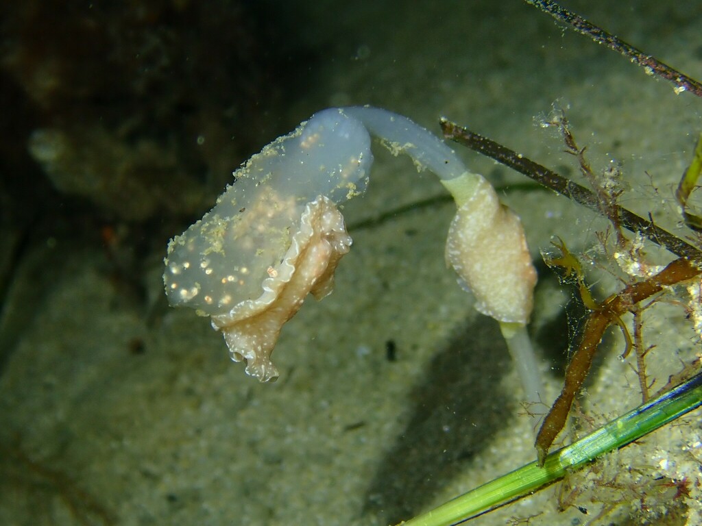 Cotylea from Blairgowrie Marina on October 19, 2024 at 08:30 AM by Nick ...