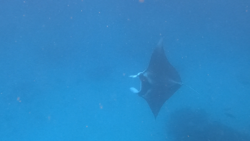 Reef Manta Ray from Lady Elliot Island, Queensland 4670, Australia on ...