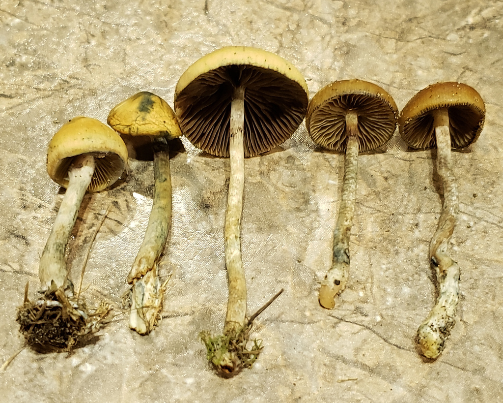 Psilocybe azurescens from Grayland, WA, USA on November 29, 2023 at 02: ...
