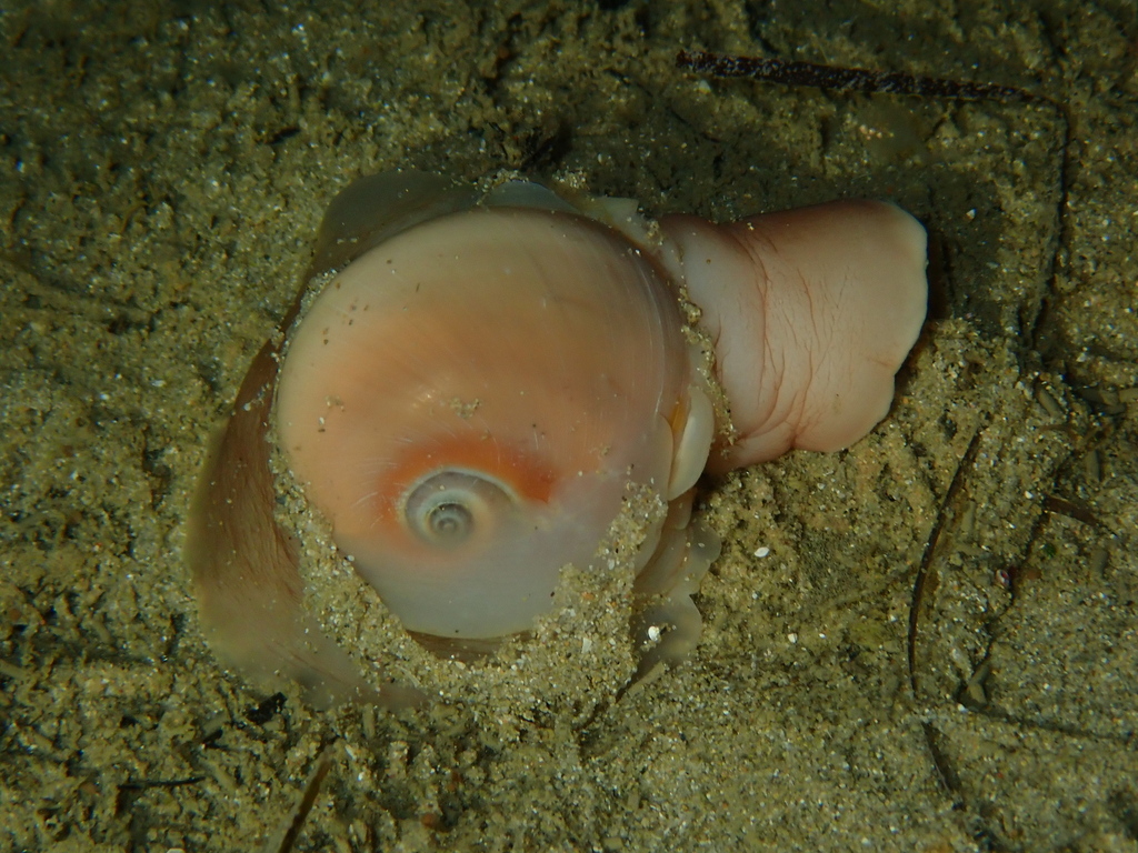 Bladder Moon Snail from Blairgowrie Marina on October 19, 2024 at 09:52 ...