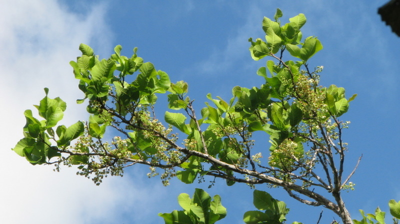 Sandpaper tree (Curatella americana) - Botanical Realm